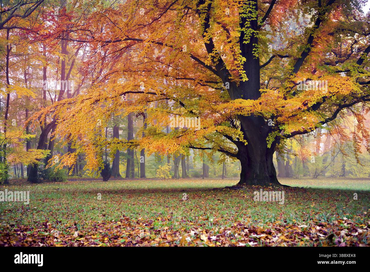 Old park in fall. Germany Stock Photo - Alamy
