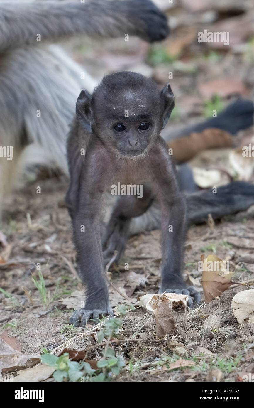 Northern plains gray langur (Semnopithecus entellus), primate, young 10 ...