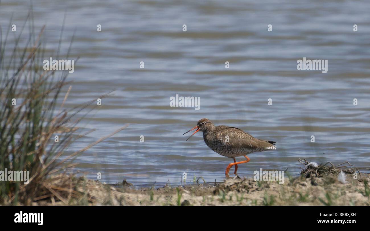 Rainham Essex, UK. 17th May, 2025. Redshank in water at RSPB Rainham ...