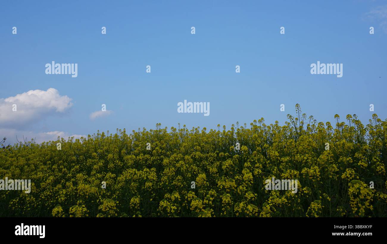 Rapeseed Flower Fields in Bloom Stock Photo - Alamy