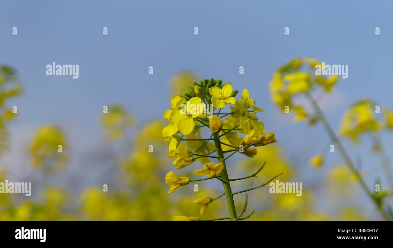 Rapeseed Flower Fields in Bloom Stock Photo - Alamy