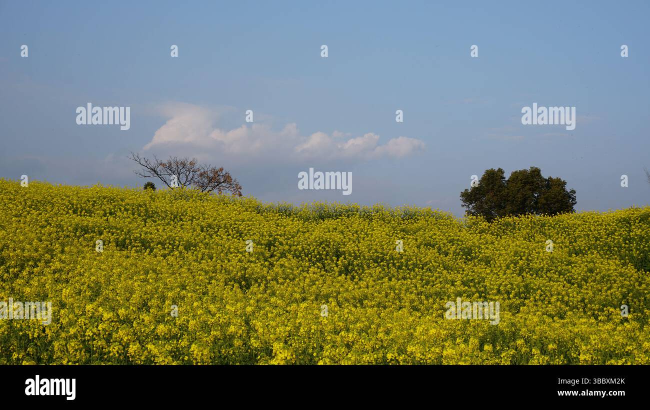 Rapeseed Flower Fields in Bloom Stock Photo - Alamy