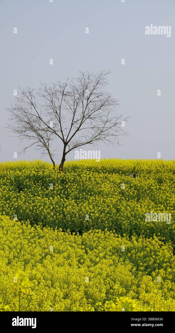Rapeseed Flower Fields in Bloom Stock Photo - Alamy