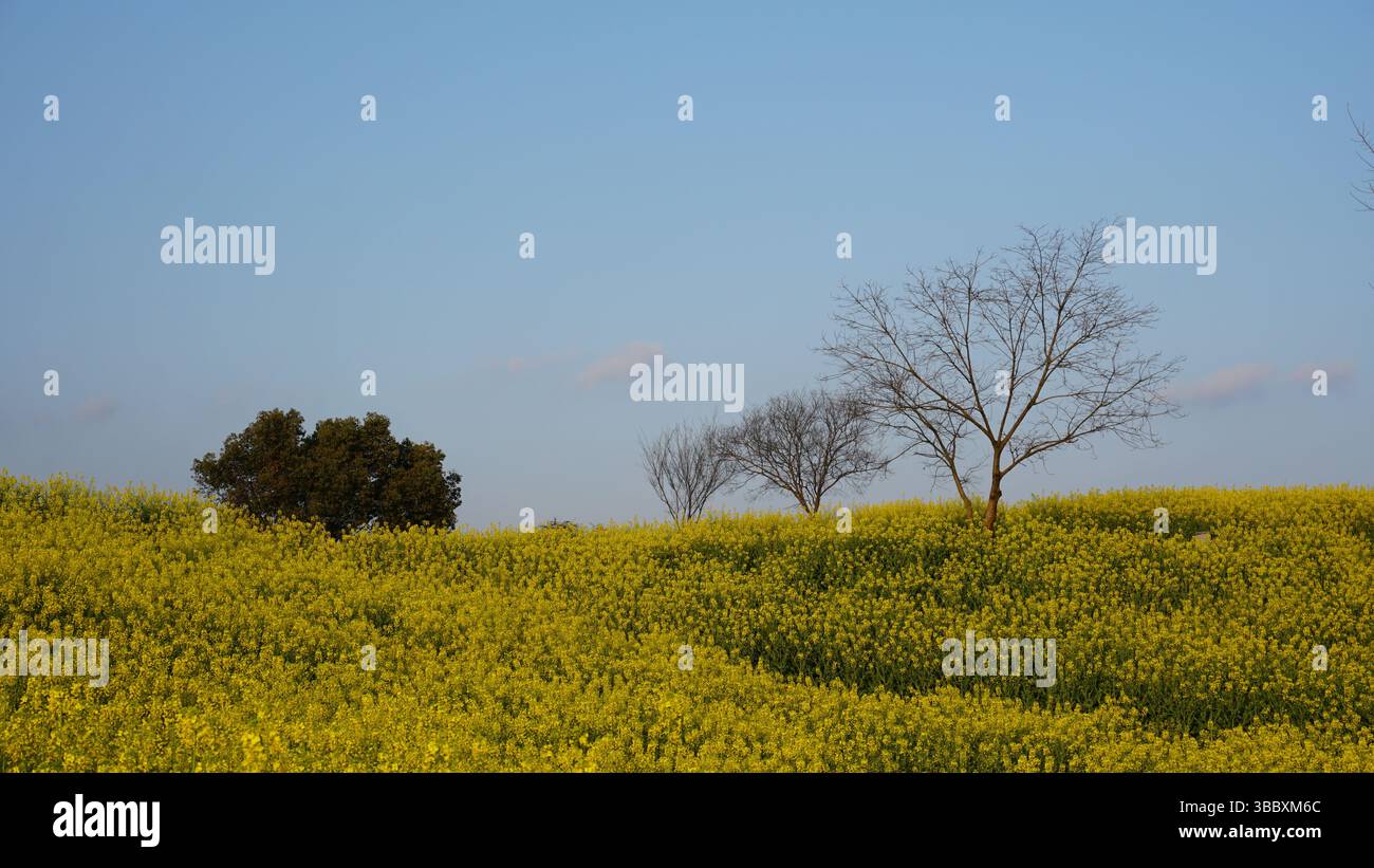 Rapeseed Flower Fields in Bloom Stock Photo - Alamy