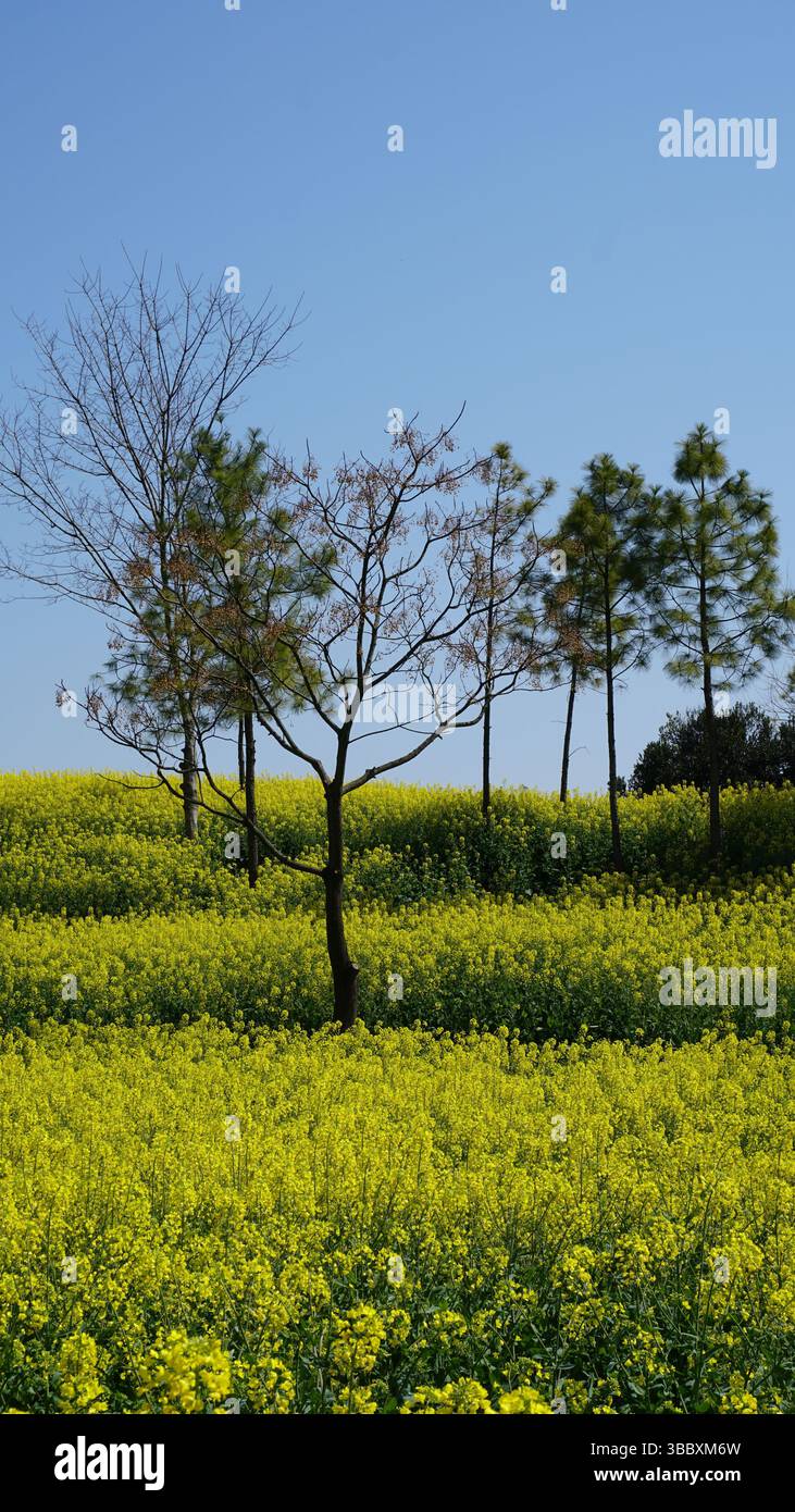 Rapeseed Flower Fields in Bloom Stock Photo - Alamy