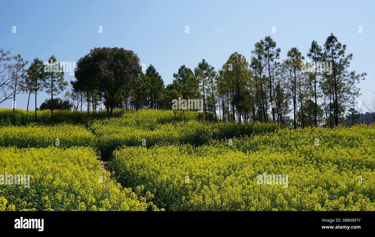 Rapeseed Flower Fields in Bloom Stock Photo - Alamy