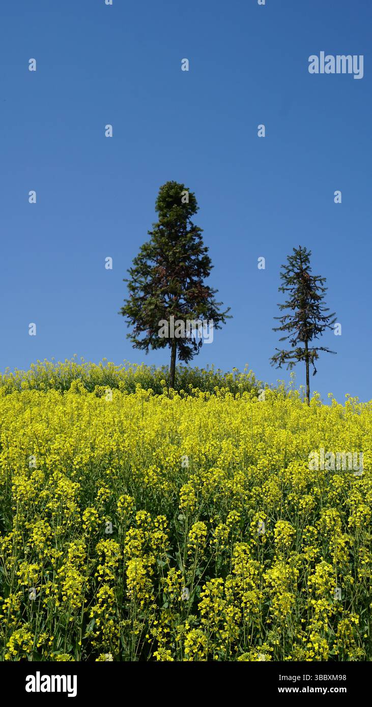 Rapeseed Flower Fields in Bloom Stock Photo - Alamy