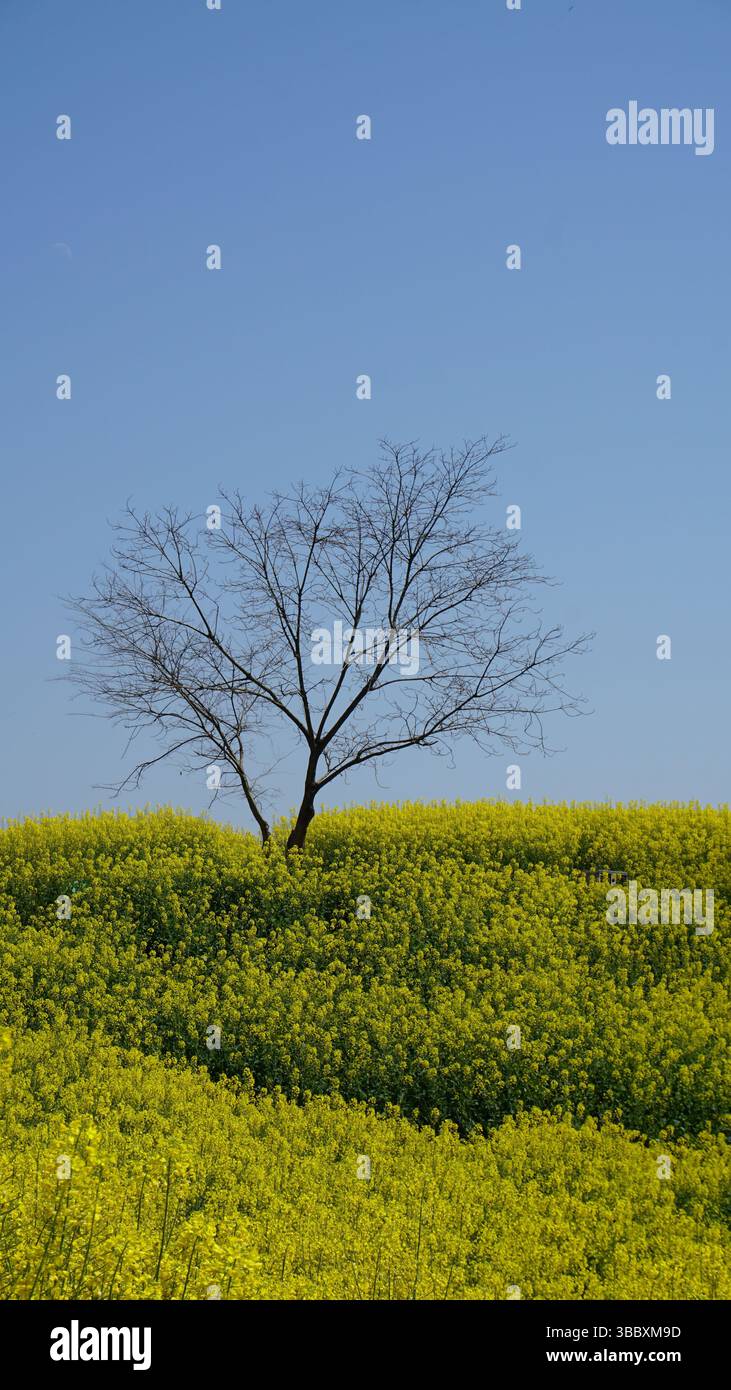 Rapeseed Flower Fields in Bloom Stock Photo - Alamy