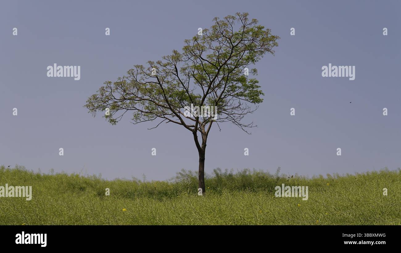 Rapeseed Flower Fields in Bloom Stock Photo - Alamy