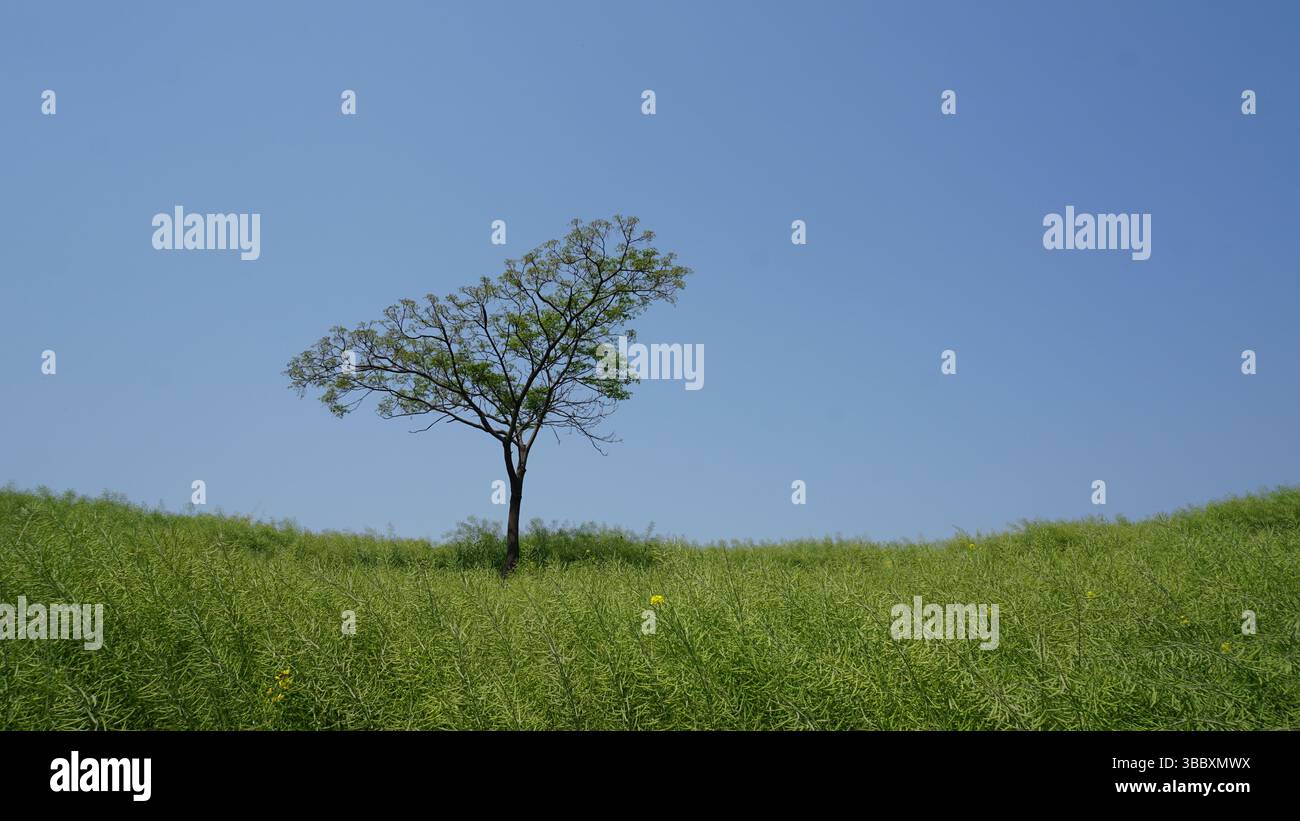 Rapeseed fields in flower hi-res stock photography and images - Alamy