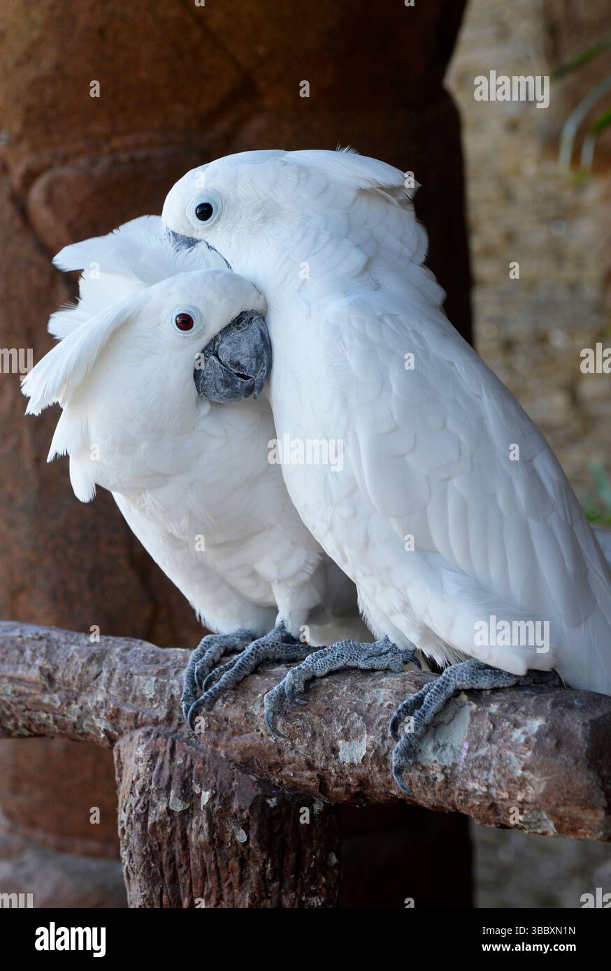 Parrots at Baluarte zoo in the city of Vigan in the province of Ilocos ...