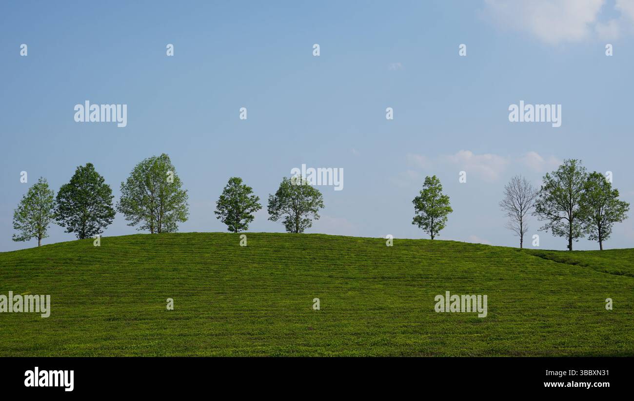 Tea plantation workers in misty hi-res stock photography and images - Alamy