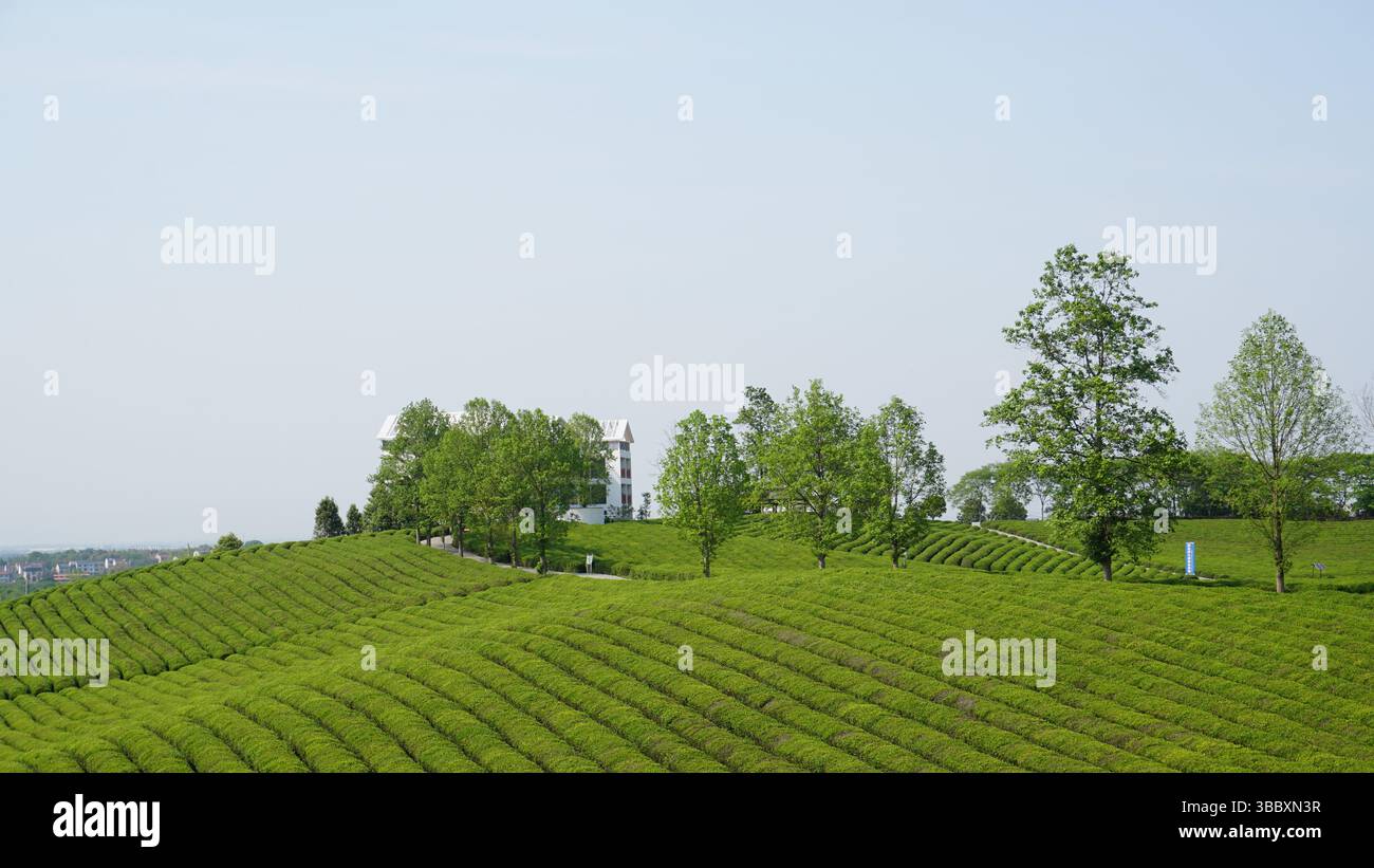 Jiu Feng Tea Plantation Scenery in Jinhua Stock Photo - Alamy