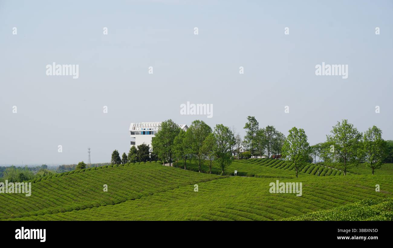 Tea plantation workers in misty hi-res stock photography and images - Alamy