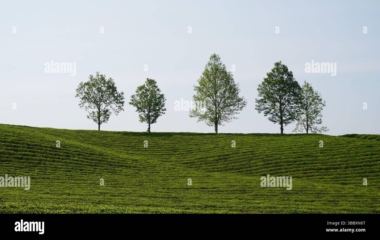 Jiu Feng Tea Plantation Scenery in Jinhua Stock Photo - Alamy