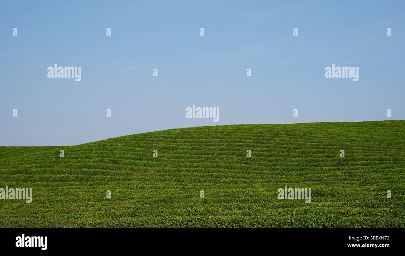 Jiu Feng Tea Plantation Scenery in Jinhua Stock Photo - Alamy