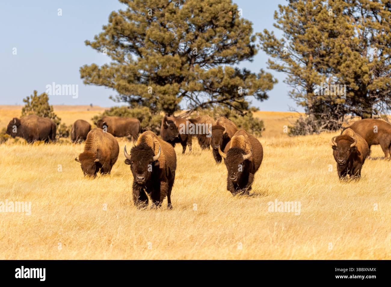 Herd bison walking hi-res stock photography and images - Alamy