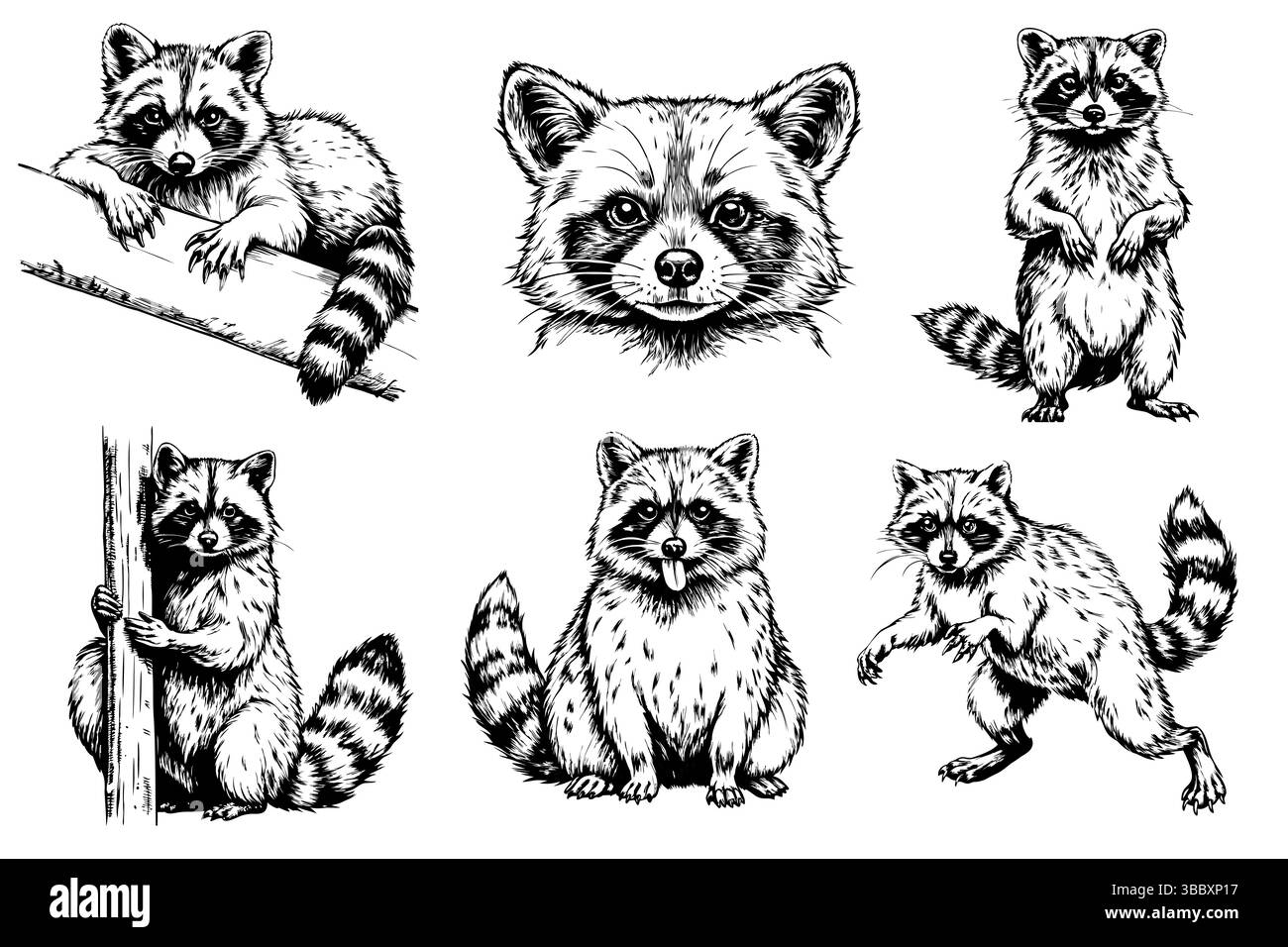 Set of vintage hand-drawn raccoons in various poses and expressions in ...