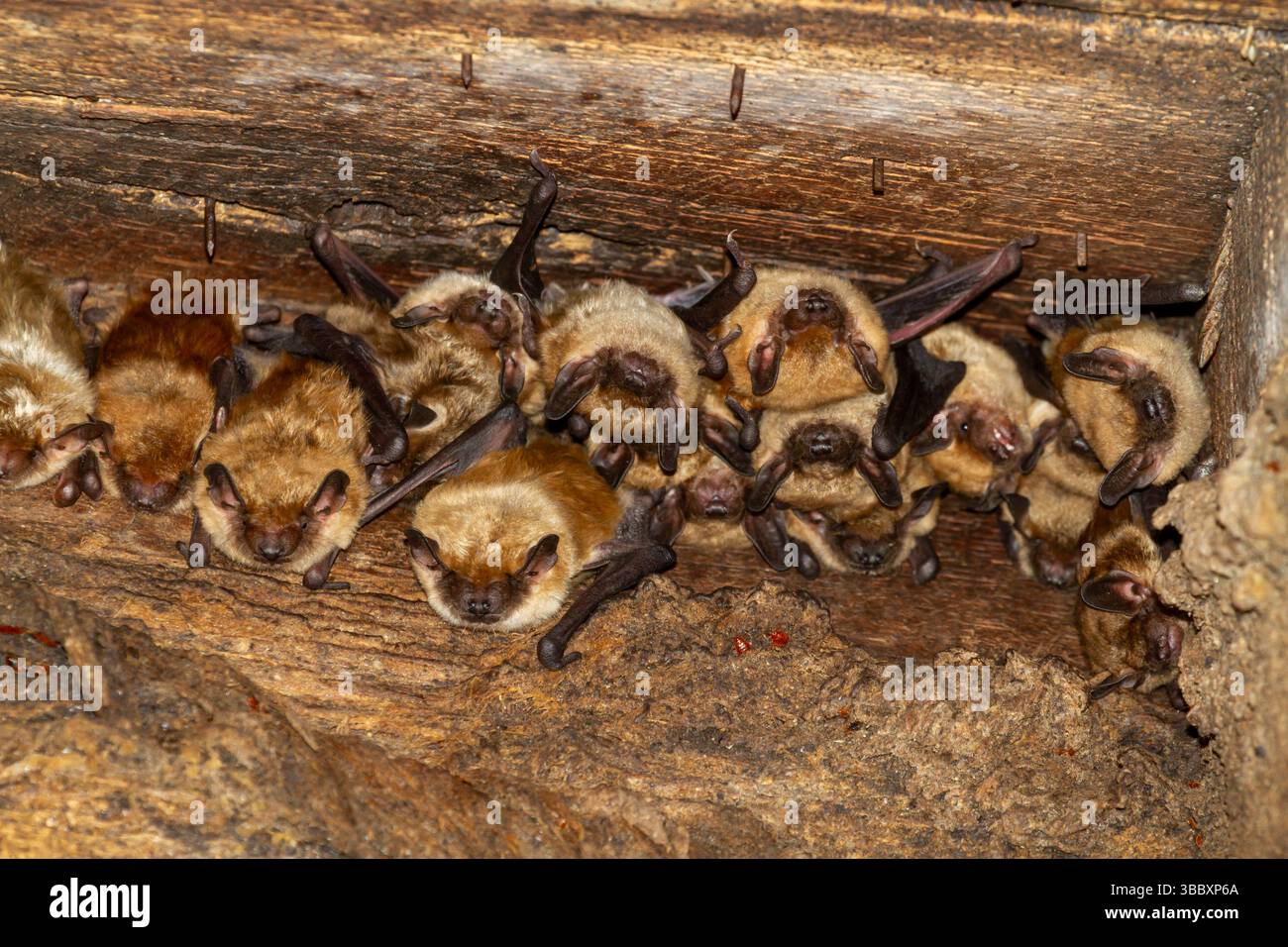 Bats a roof hi-res stock photography and images - Alamy