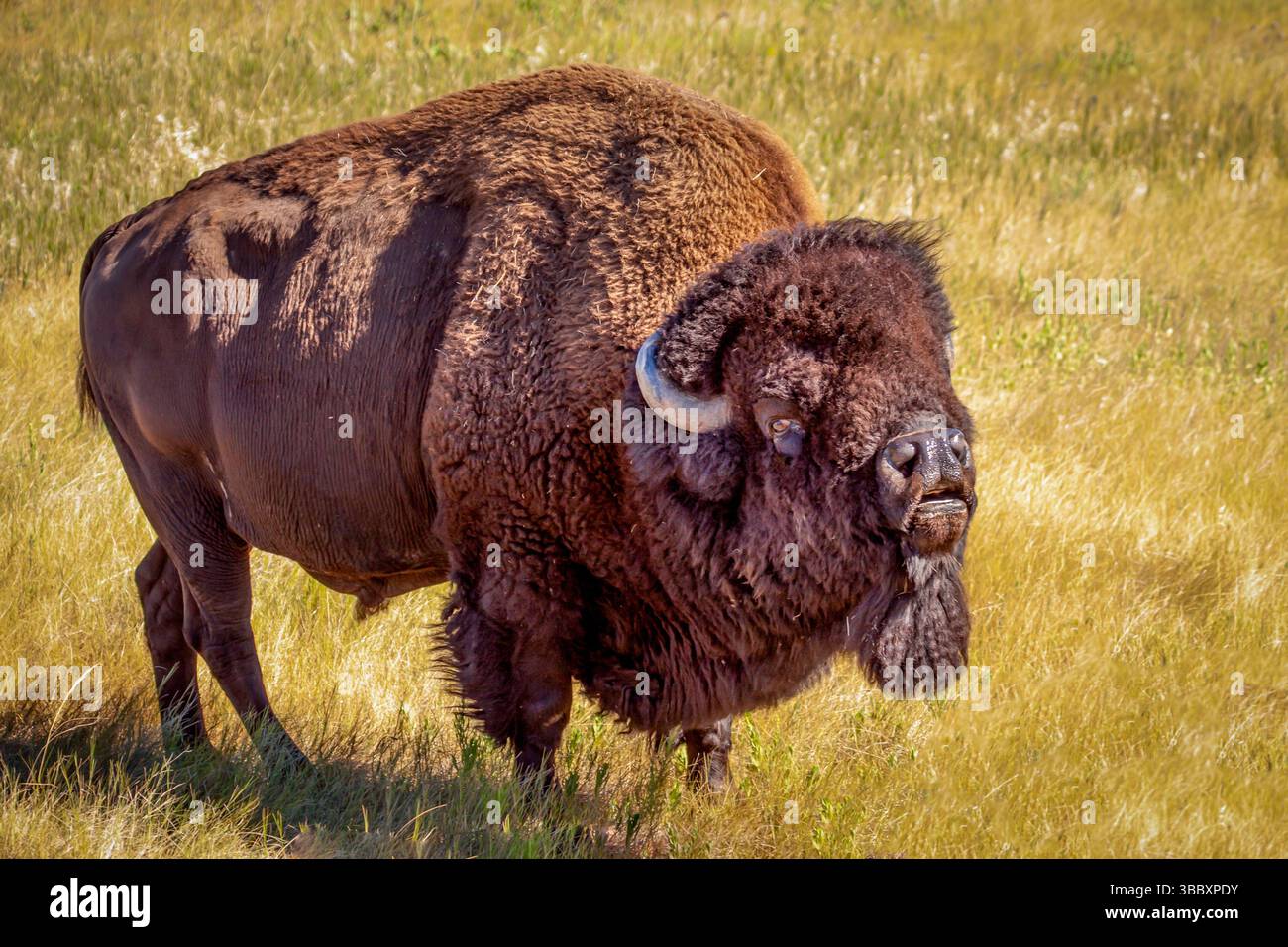Large bison bull during the rutt Stock Photo - Alamy