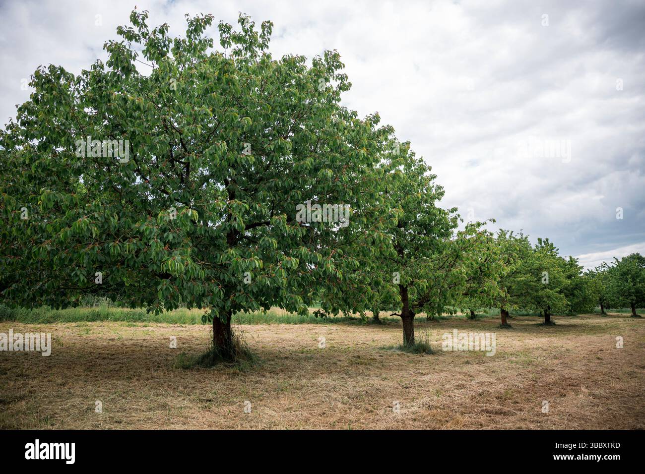 Pretzfeld, Germany. 17th May, 2025. Cherry trees in a cherry orchard ...