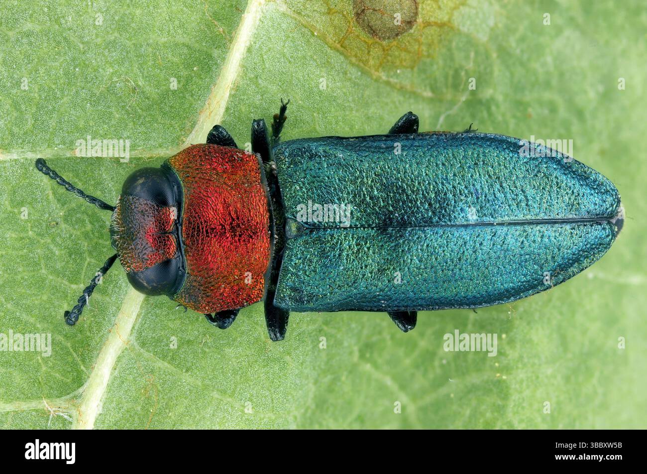 Jewel beetle (Anthaxia nitidula). A small, beautiful beetle with a ...