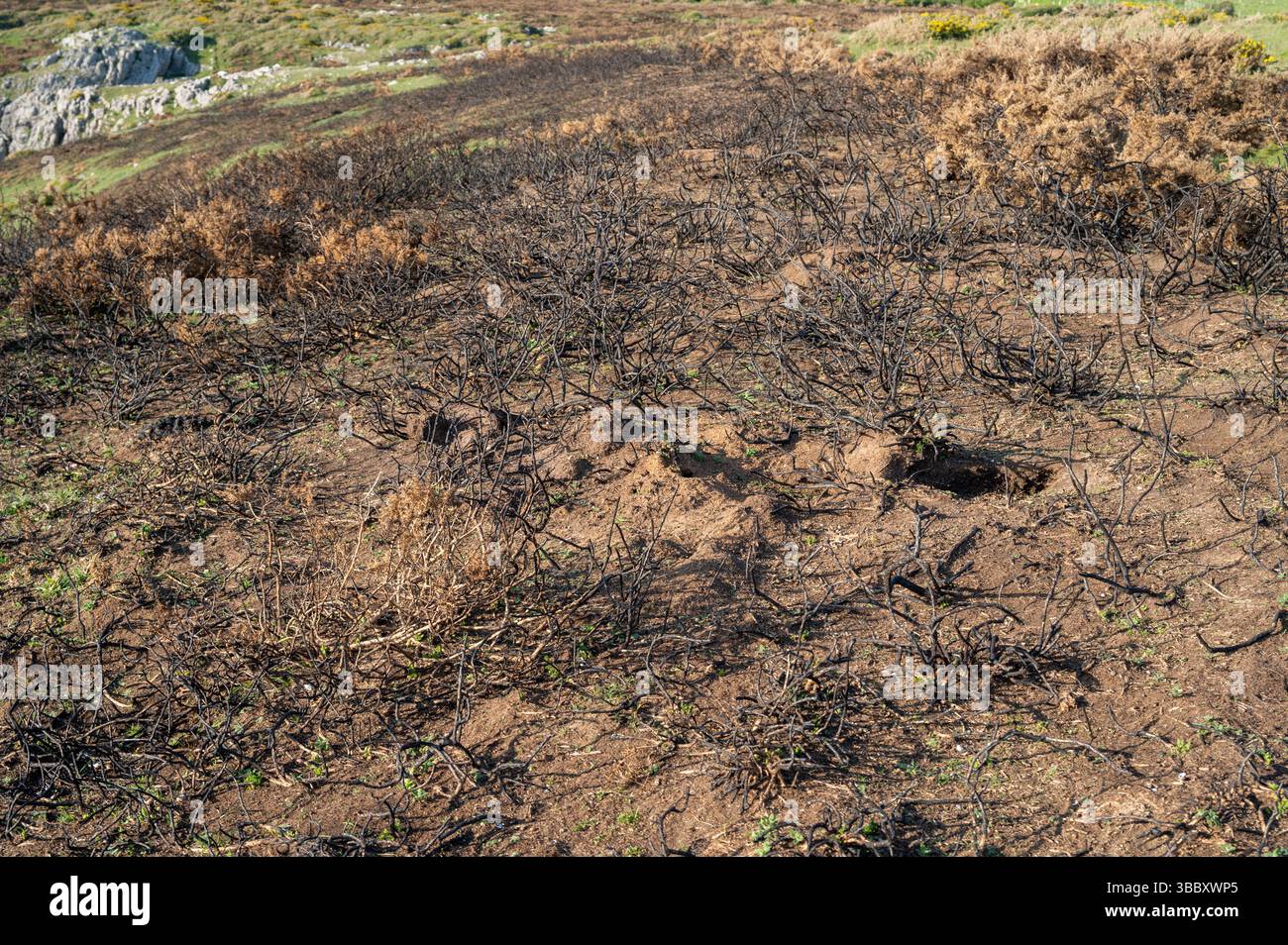 Recently burnt gorse on cliff top, South Gower cliffs, Wales, UK Stock ...