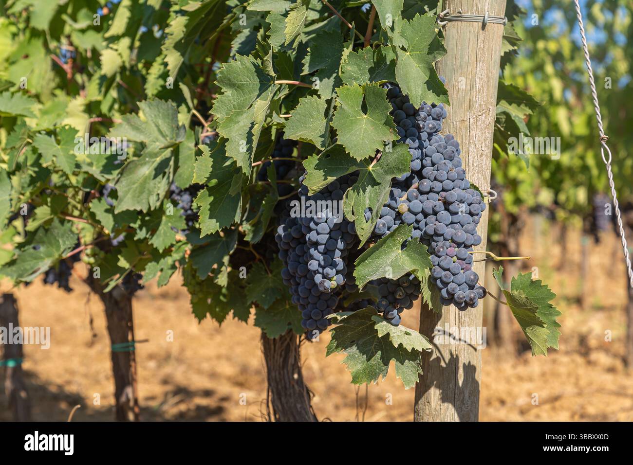 Dark purple grapes hanging on the vine, green leaves, sunlight shining ...
