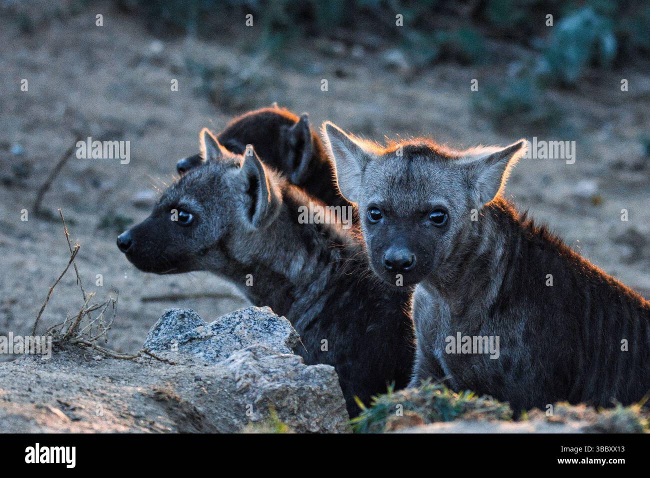 Hyena behavior hi-res stock photography and images - Alamy