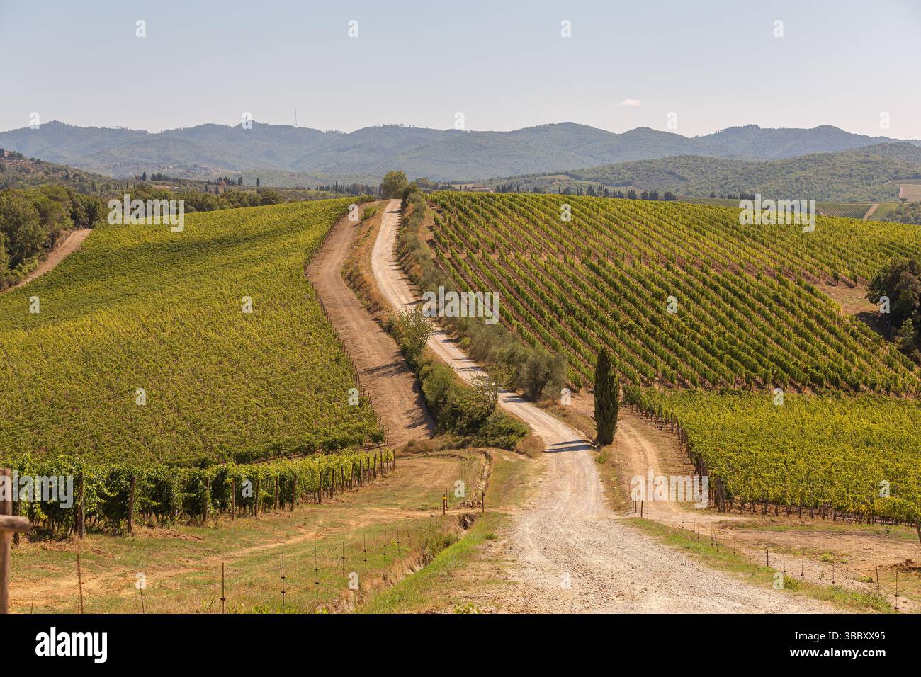 A picturesque vineyard with carefully planted vines, cypress trees and ...