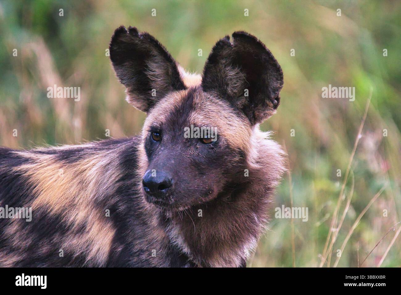 A pack of African wild dogs (Lycaon pictus), also known as painted ...