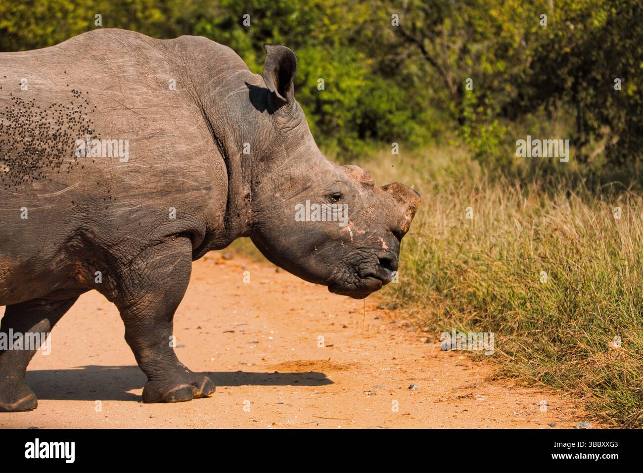Endangered species silhouette hi-res stock photography and images - Alamy