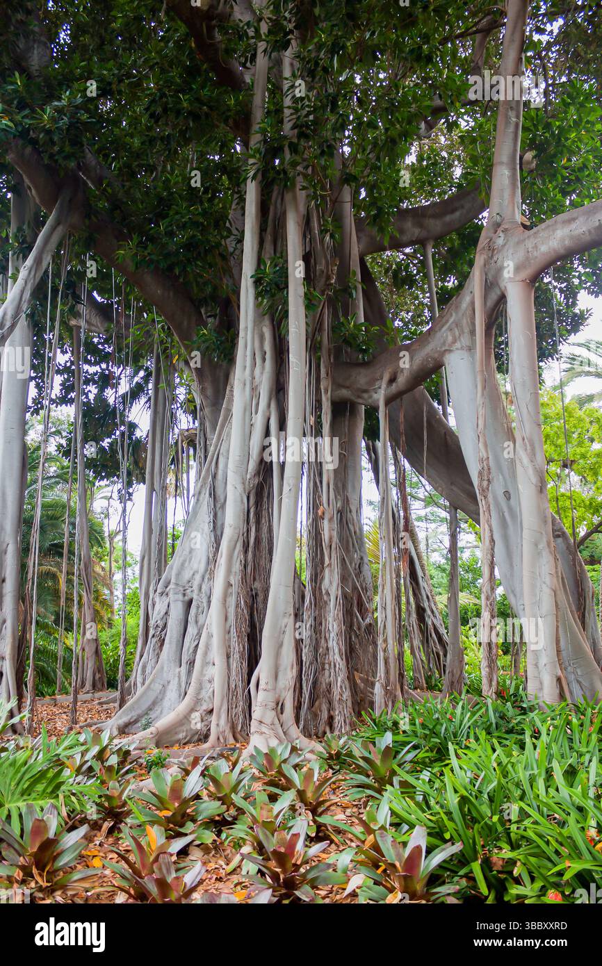 Intertwined banyan trees with thick aerial roots and bright green ...
