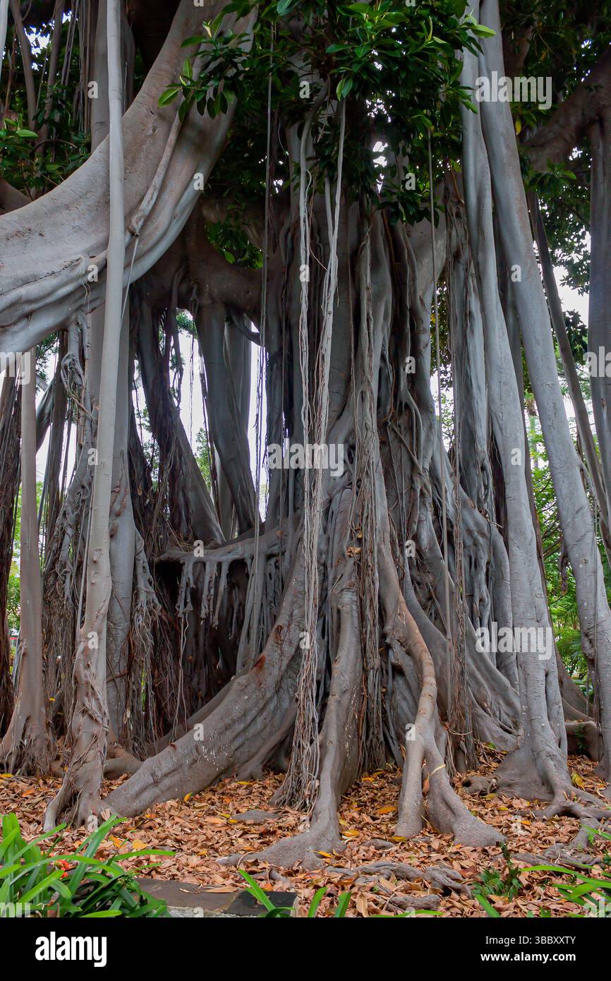 A group of banyan trees with spreading roots and dense tropical ...