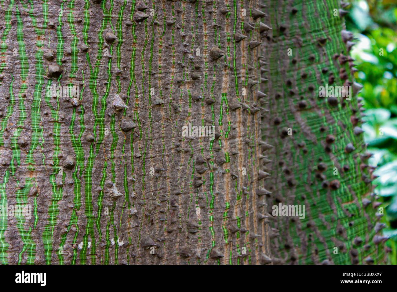 Close up spiky bark ceiba hi-res stock photography and images - Alamy