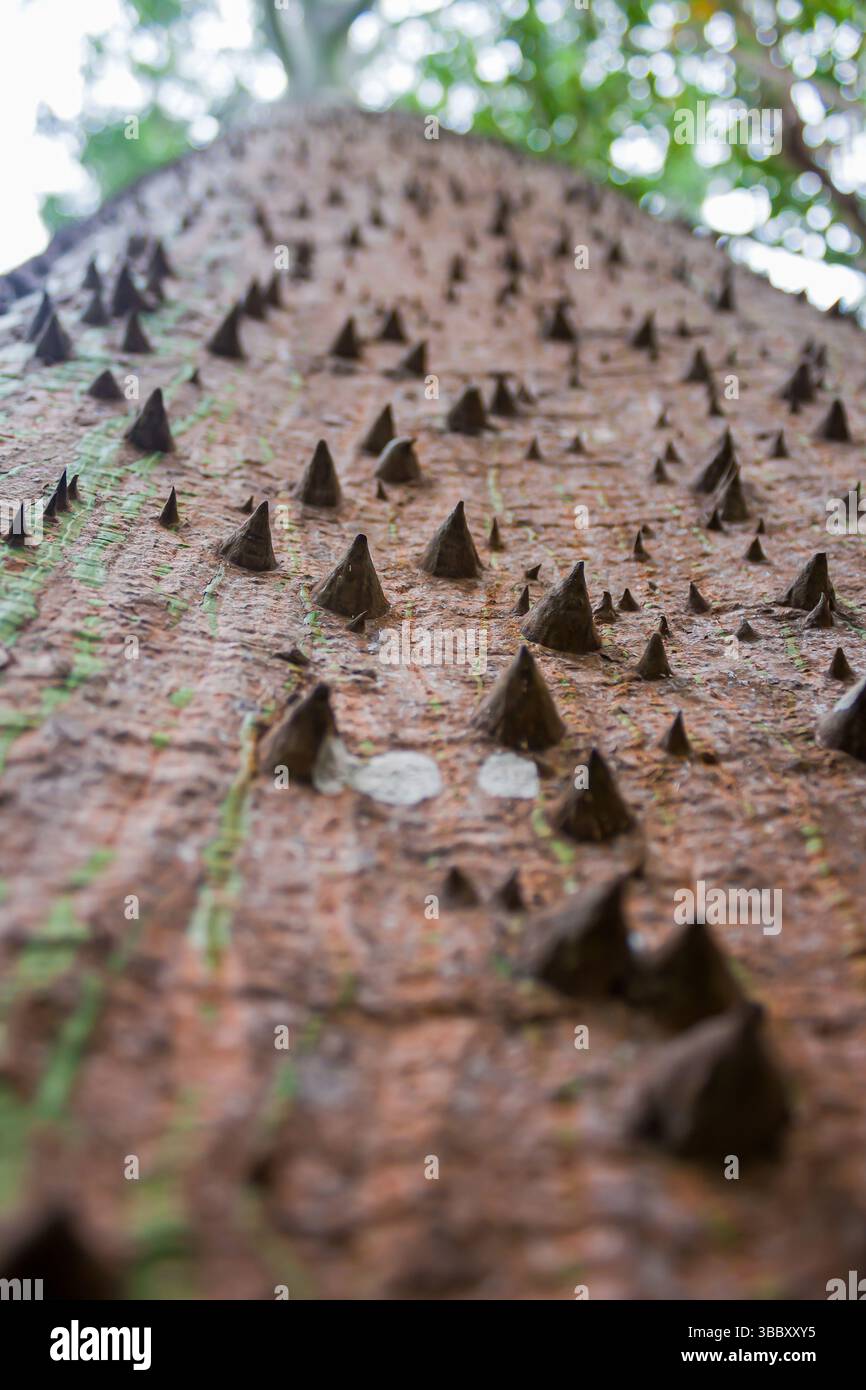 Silk floss tree. (Ceiba speciosa Stock Photo - Alamy