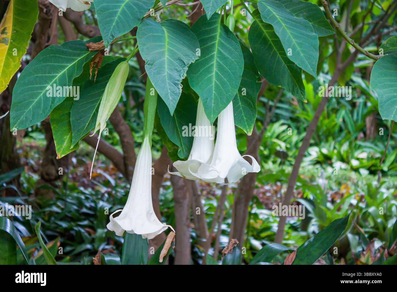 White funnel-shaped flowers with green leaves, tropical plant ...