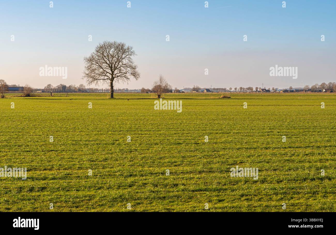 A field of green grass stretches to the horizon, surrounded by trees ...