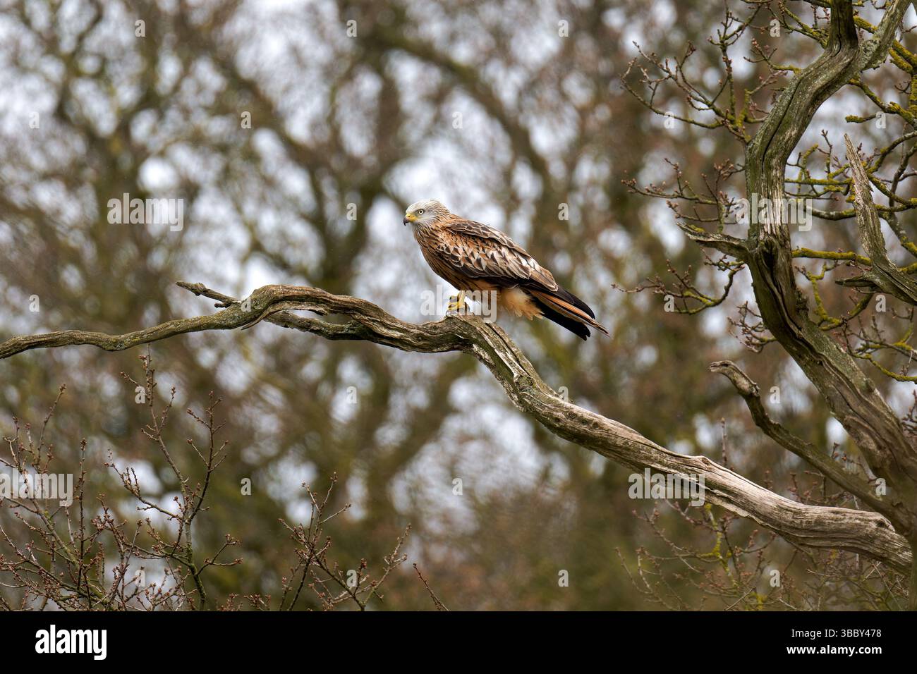 Red kites in tree hi-res stock photography and images - Alamy