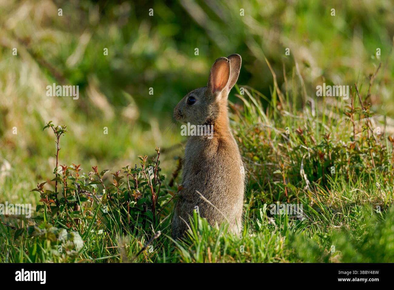 Baby Rabbit- Oryctolagus Cuniculus. Spring Stock Photo - Alamy