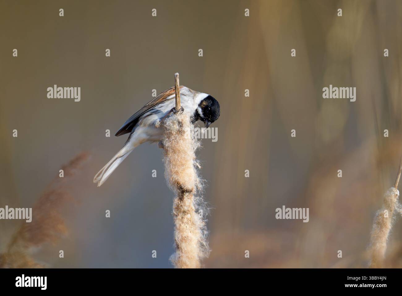 Male Reed bunting-Emberiza schoeniclus feeds on seeds from Common ...