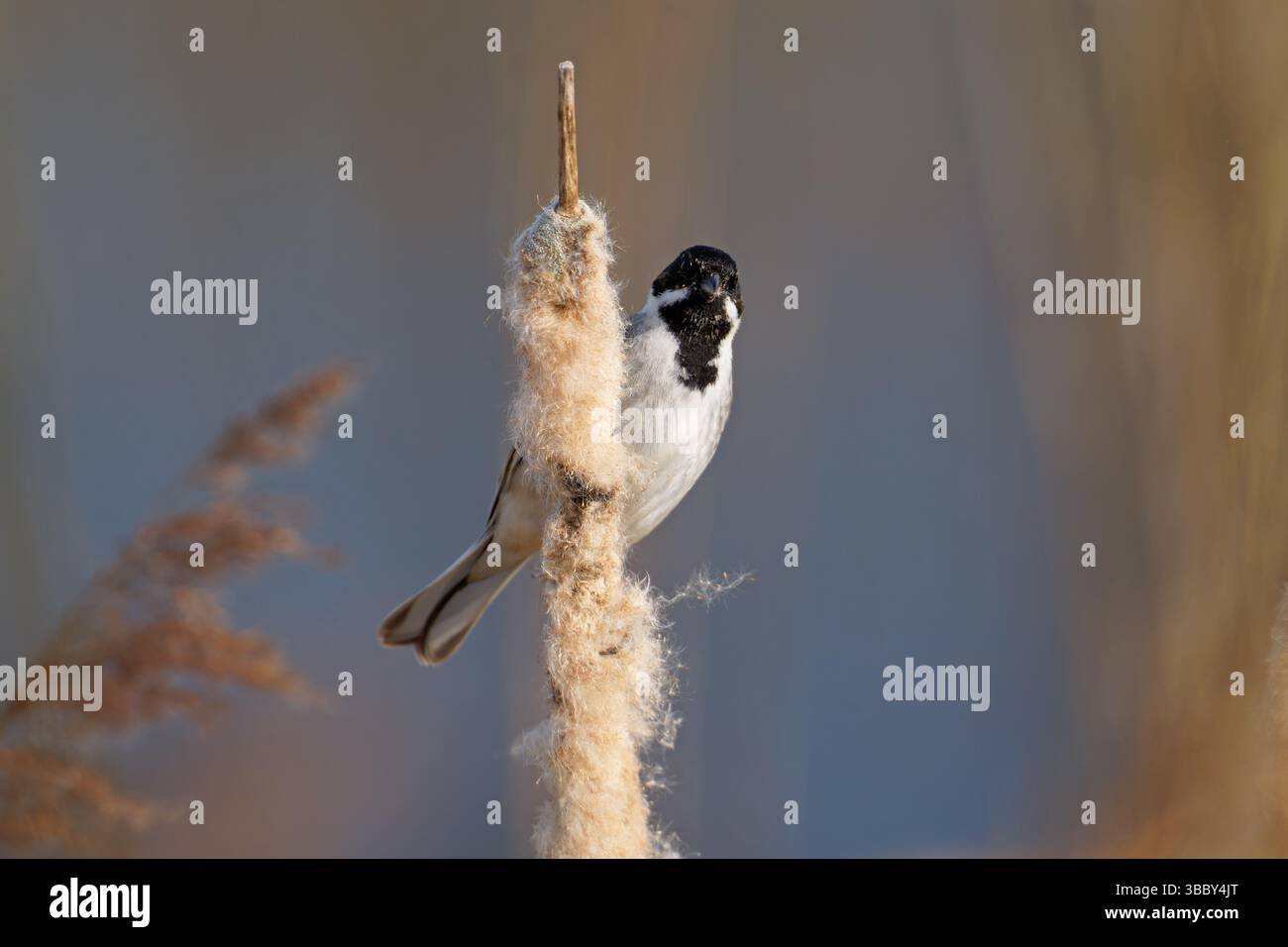 Male Reed bunting-Emberiza schoeniclus feeds on seeds from Common ...