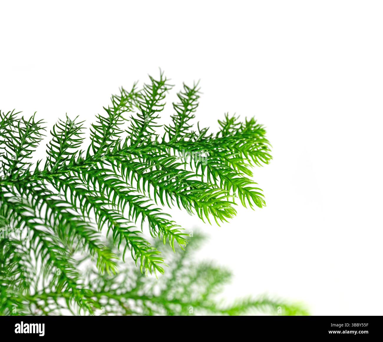 Branches of the indoor fir against a white background Stock Photo - Alamy