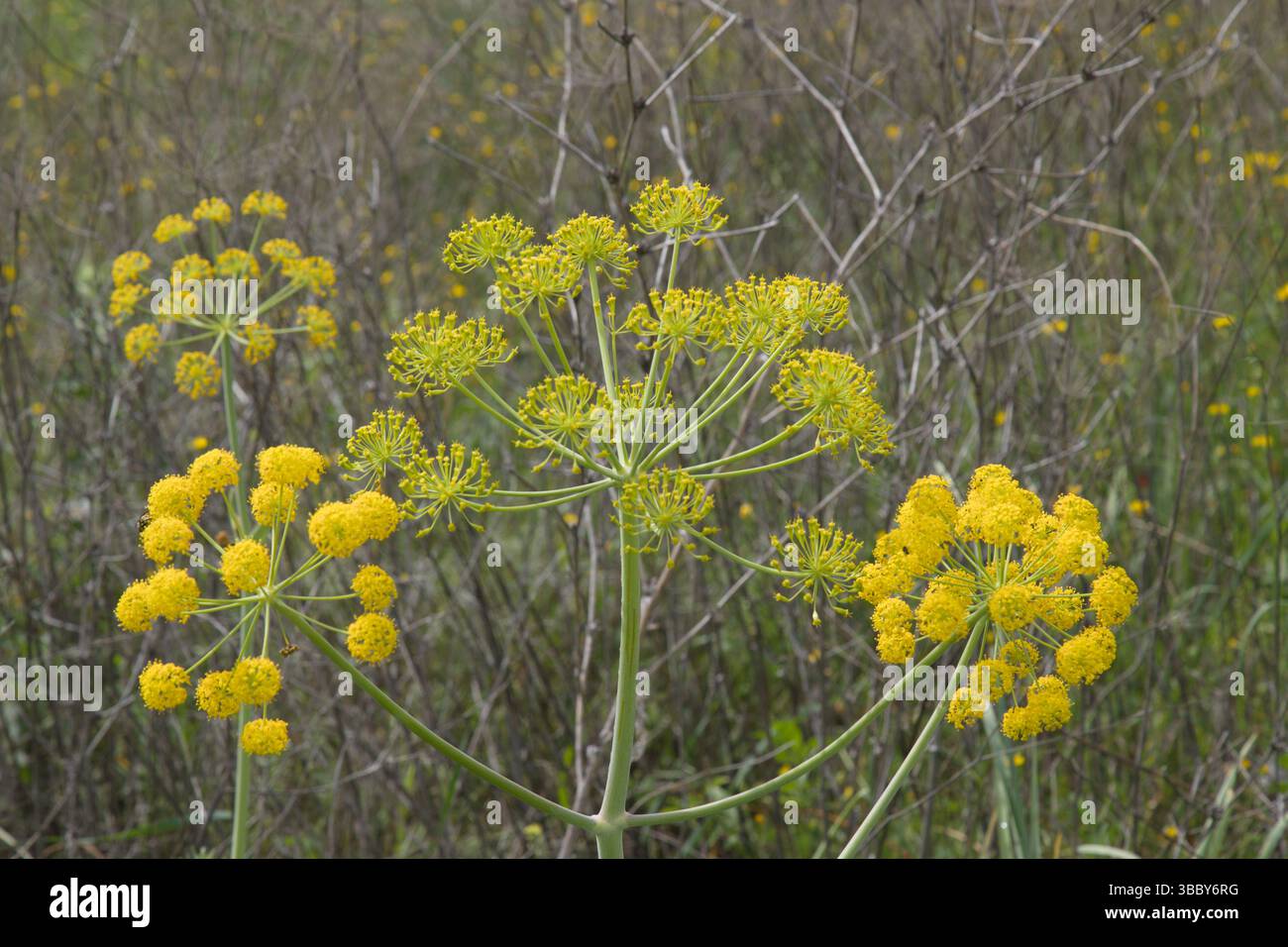Morocco, Volubilis, flower, giant fennel, ferula communis Stock Photo ...