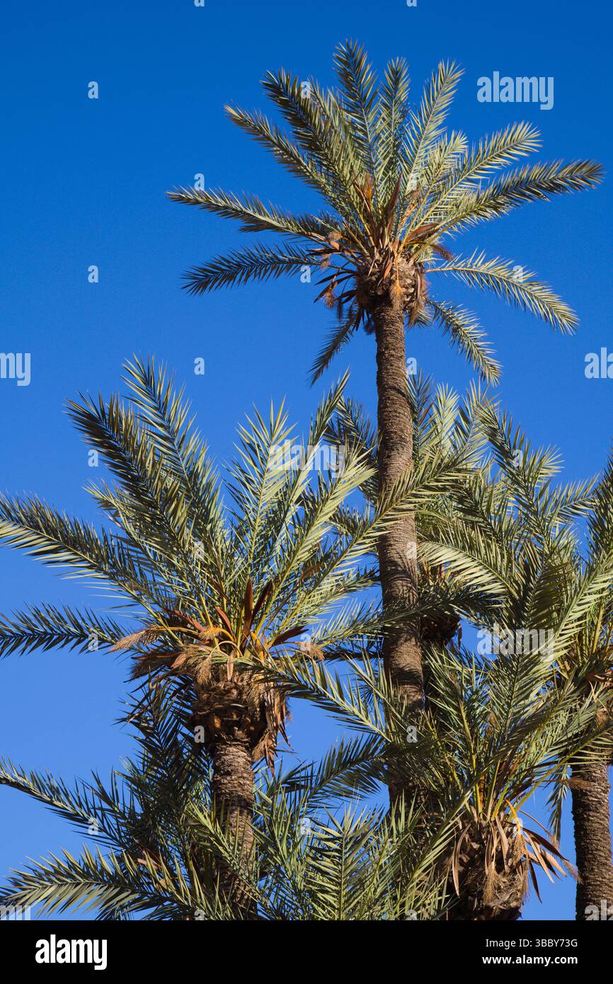 Morocco, Marrakesh, El Harti Park, palms Stock Photo - Alamy