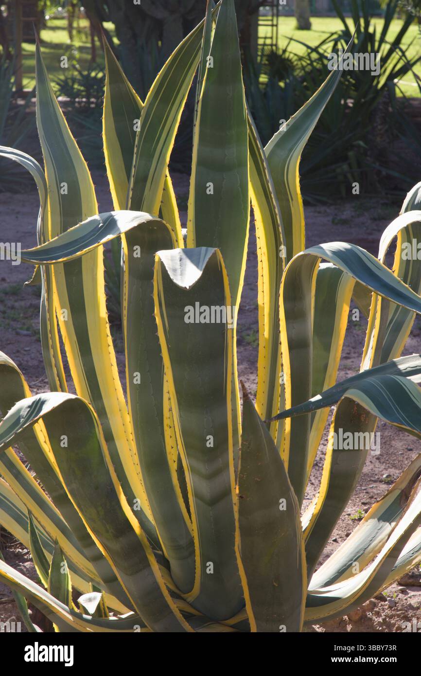 Morocco, Marrakesh, El Harti Park, agave, plant Stock Photo - Alamy