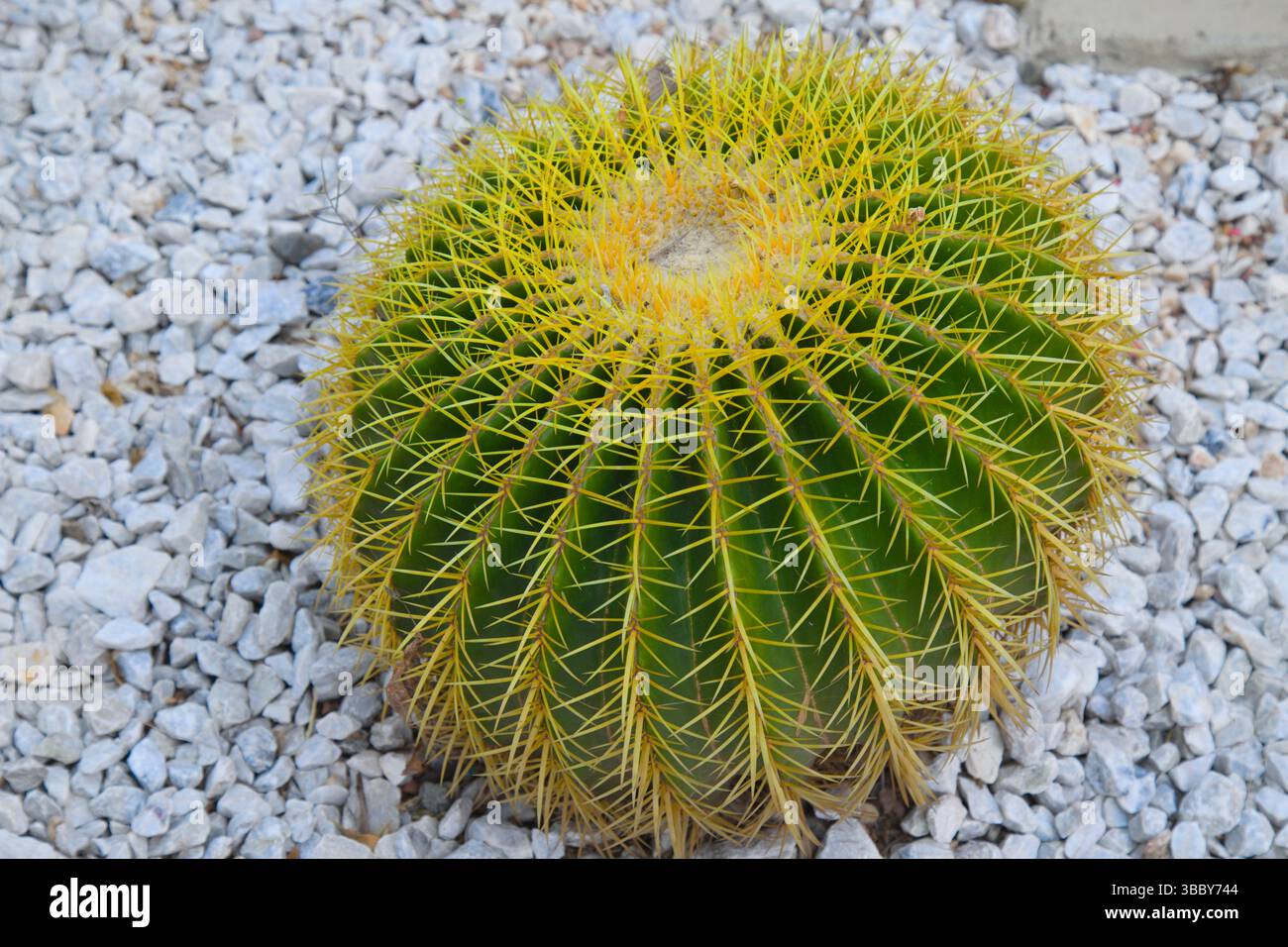 Morocco flora hi-res stock photography and images - Alamy