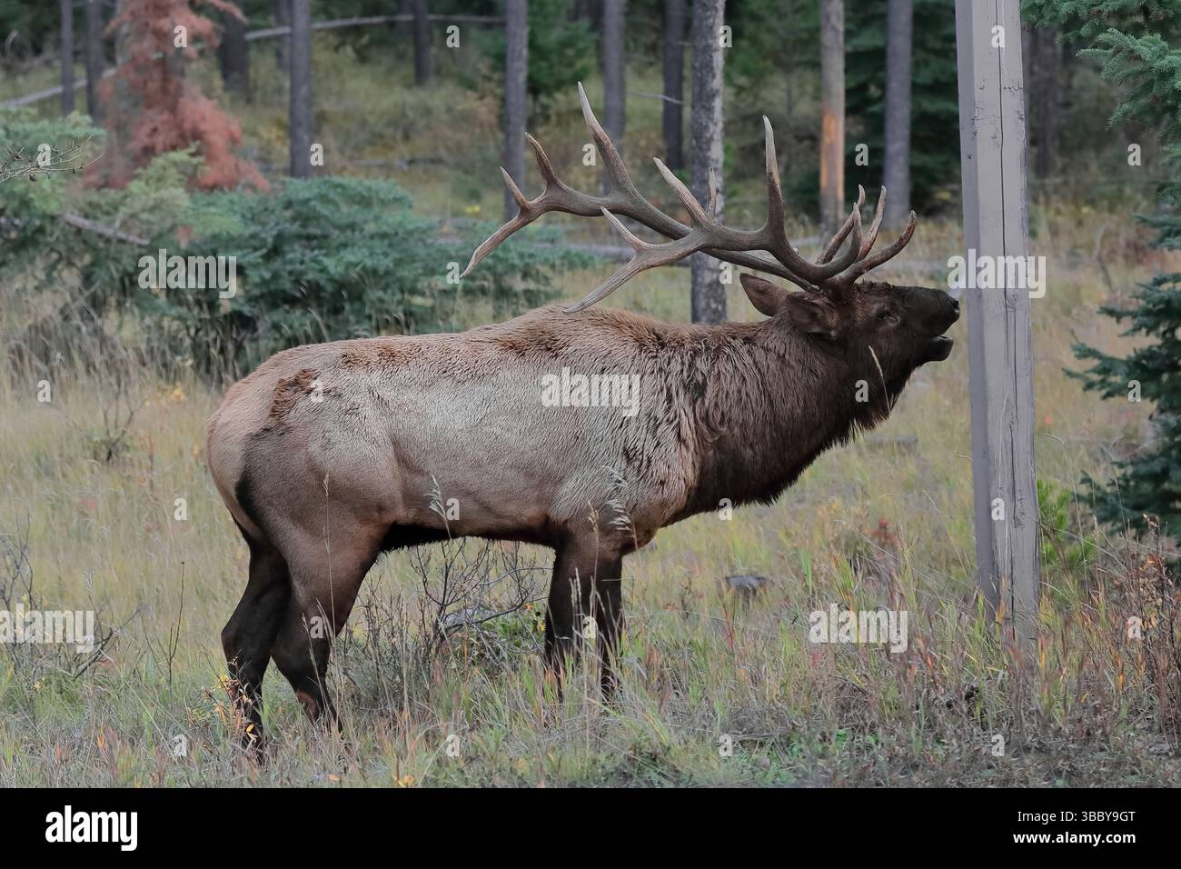 245 Male -bull- elk or wapiti -Cervus canadensis- bugling while roaming ...