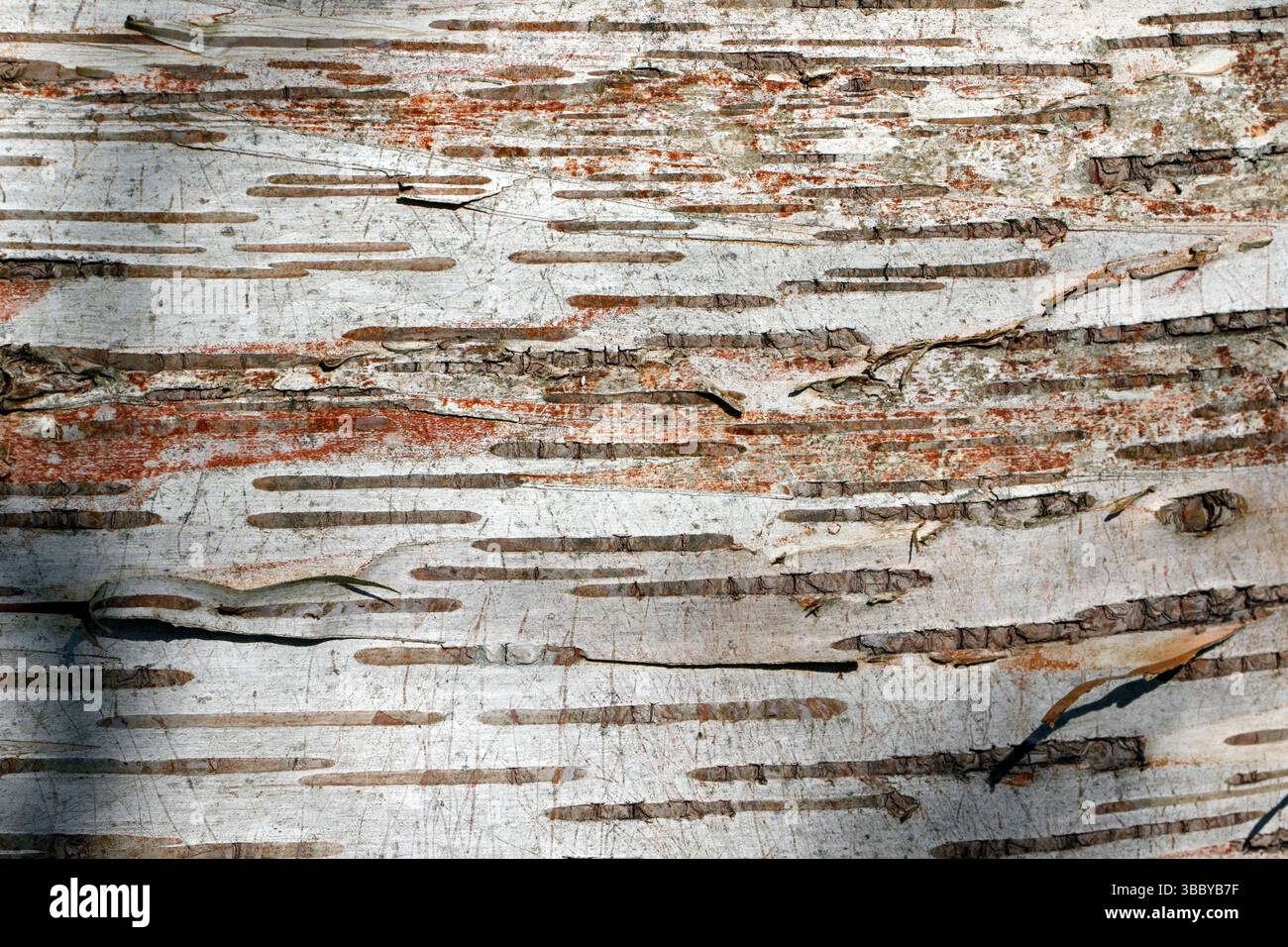 Betula papyrifera paper birch hi-res stock photography and images - Alamy