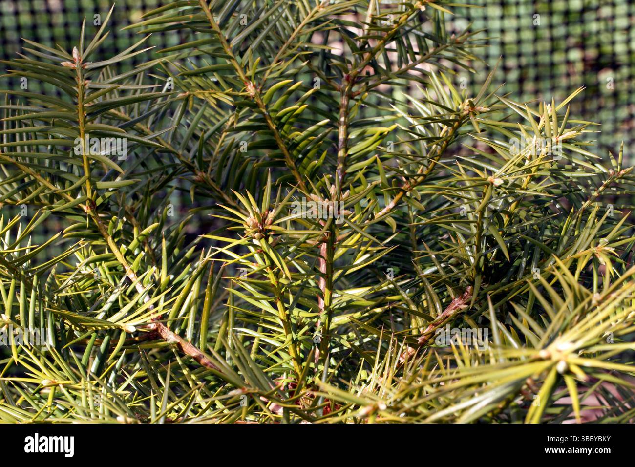 Torreya taxifolia - Stinking Cedar, Florida Taxifolia Stock Photo - Alamy